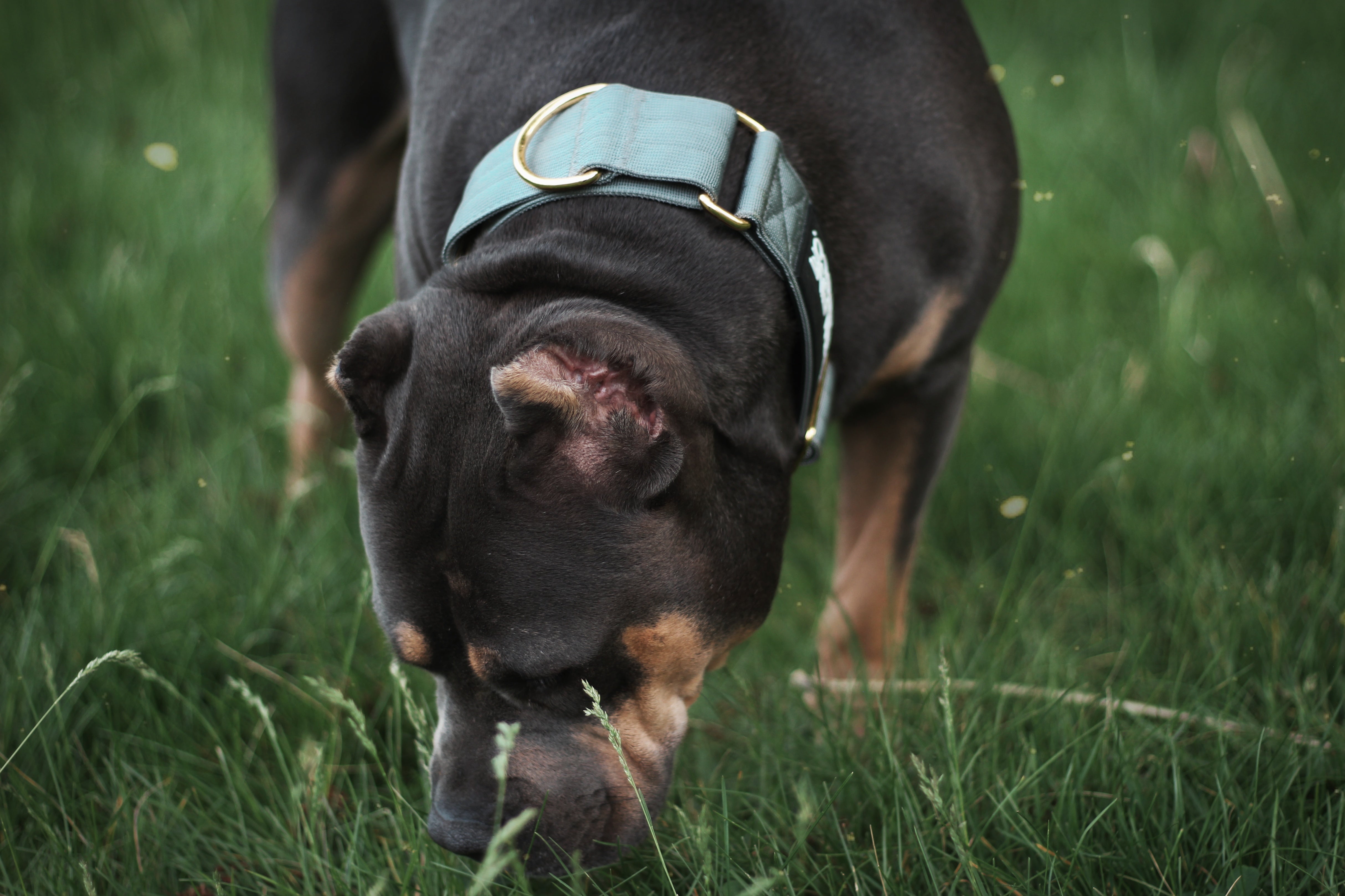 How to Use a Martingale Dog Collar – Alpine Dog Co.
