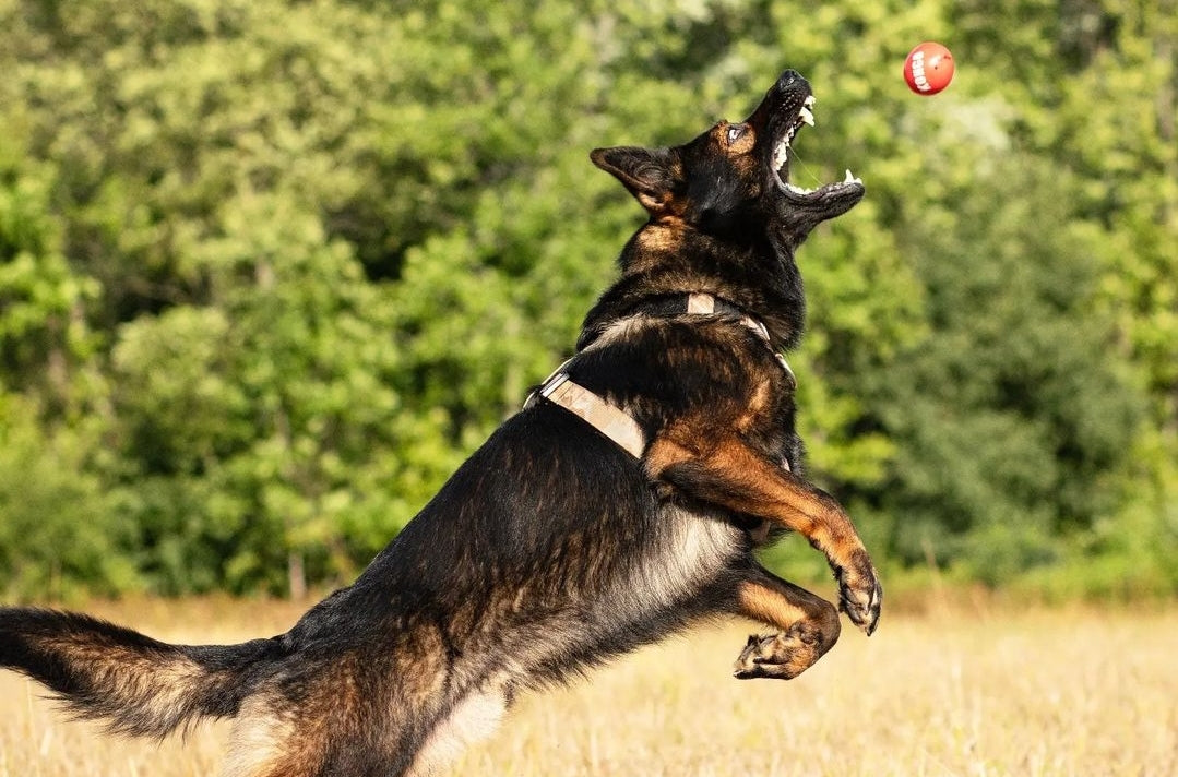 Top 5 Easiest Dog Breeds to Train – Alpine Dog Co.