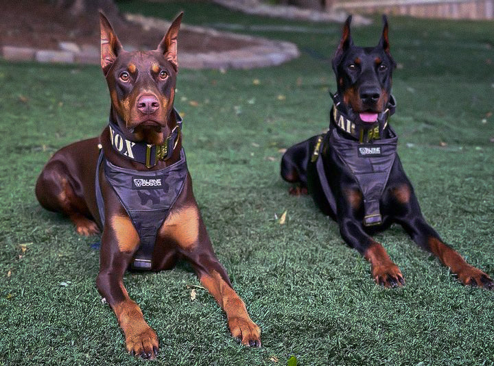 10 Types of Dog Harnesses and When to Use Them - A Complete Guide ...