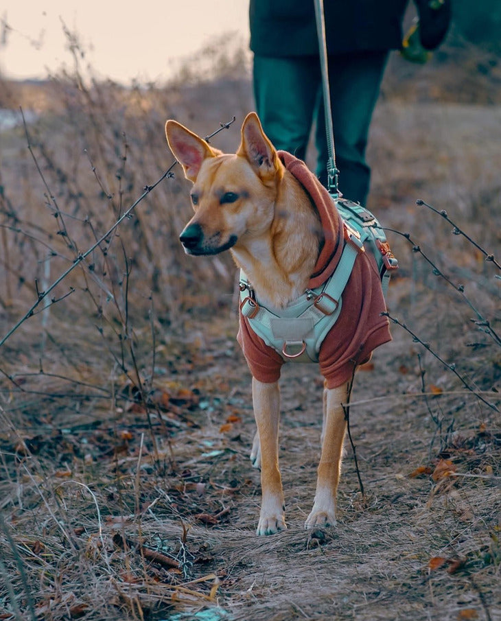 Your Ultimate Guide to Dog Ownership & Lifestyle – Alpine Dog Co.