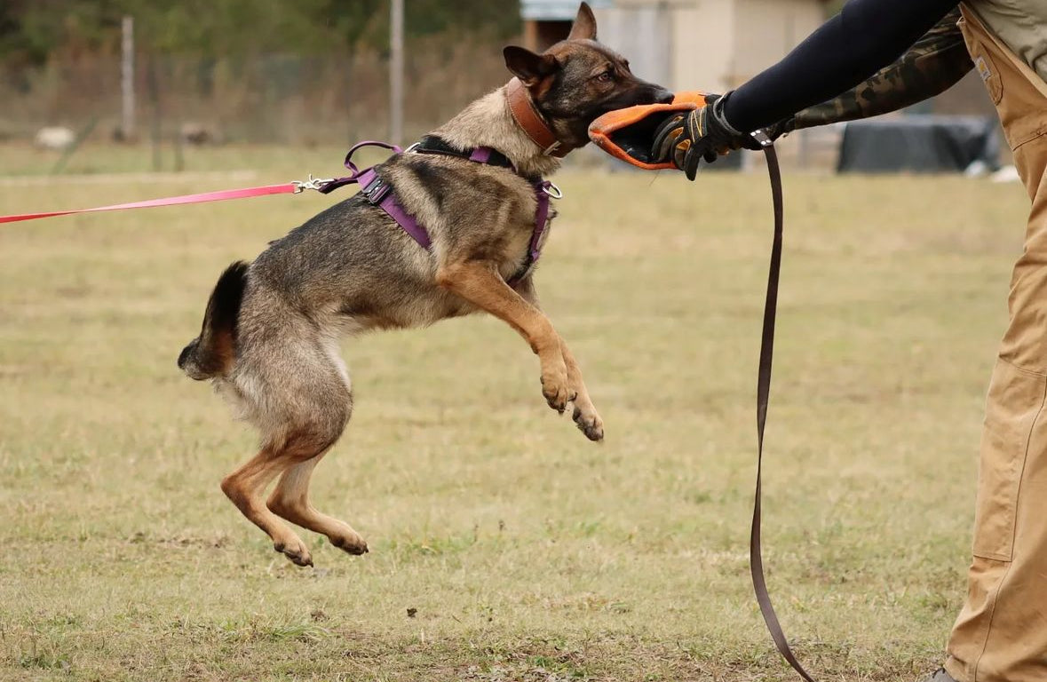 9 Must-Have Dog Training Tools - Essentials for Every Dog Owner ...