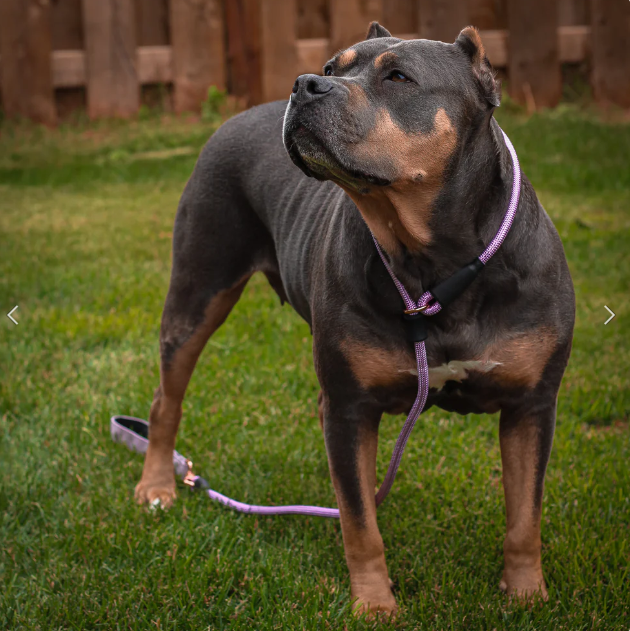 Finding the Perfect Slip Lead for Your Dog – Alpine Dog Co.