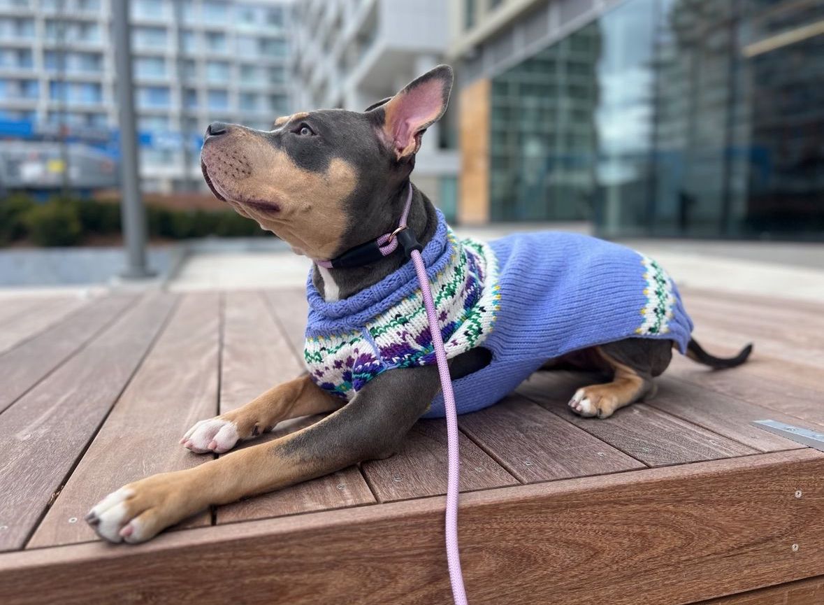 Top Trends in Dog Clothes 2024 – Alpine Dog Co.