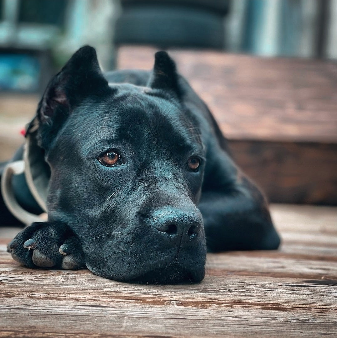 How do you get your dog to walk when it doesn't want to? – Alpine Dog Co.
