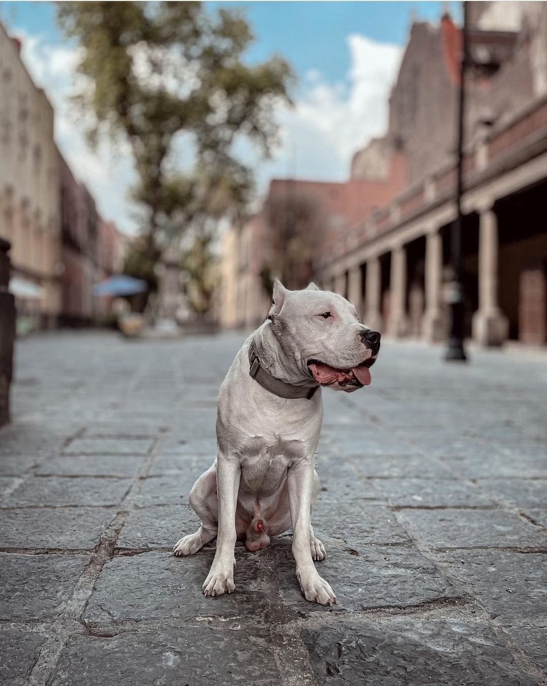 Socializing your dog. – Alpine Dog Co.