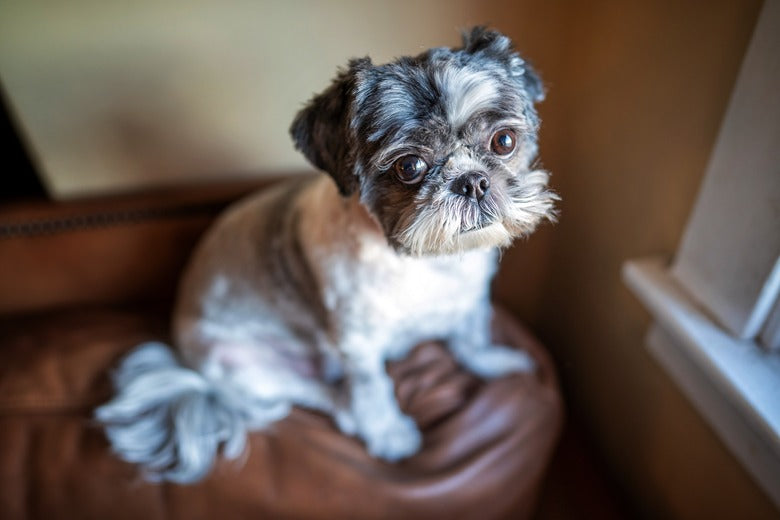 4 Best Collars for Shih Tzus – Alpine Dog Co.