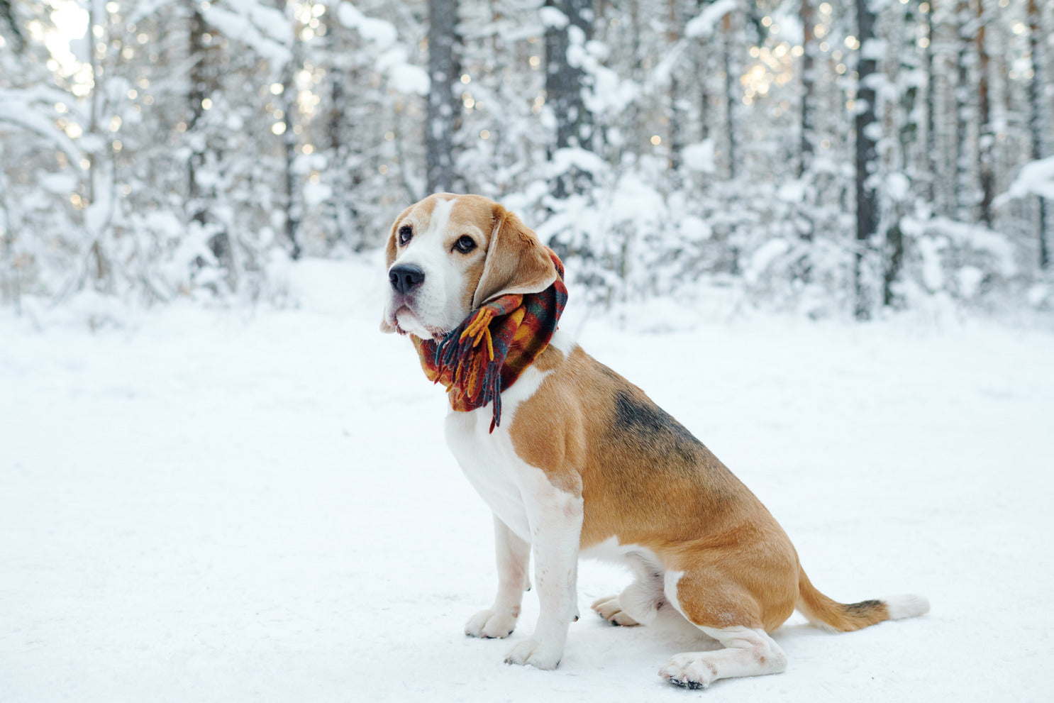 Best Dog Collars for Beagles - Sturdy and Comfortable for Energetic Ex ...