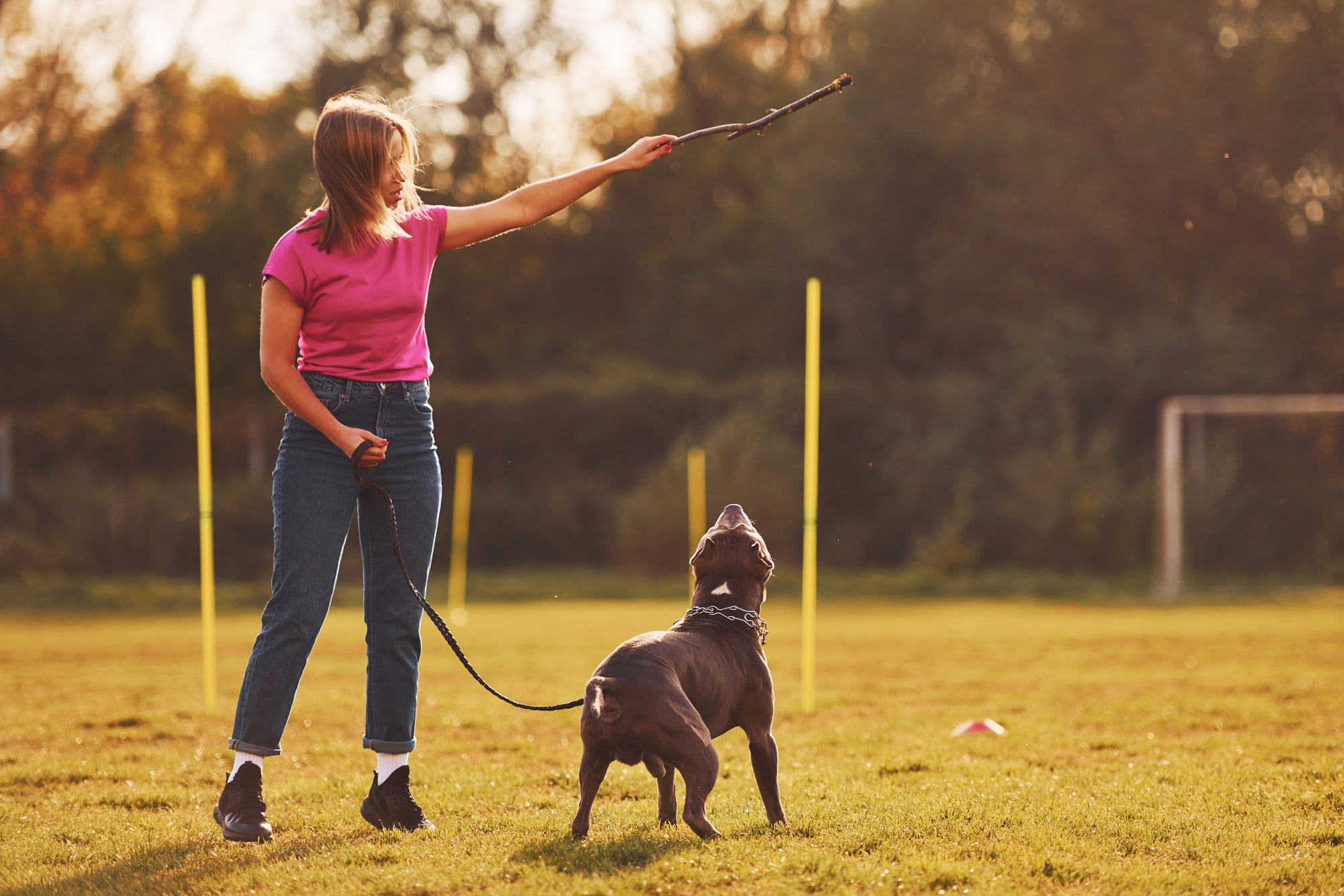 A Comprehensive Guide to Dog Training Collars – Alpine Dog Co.