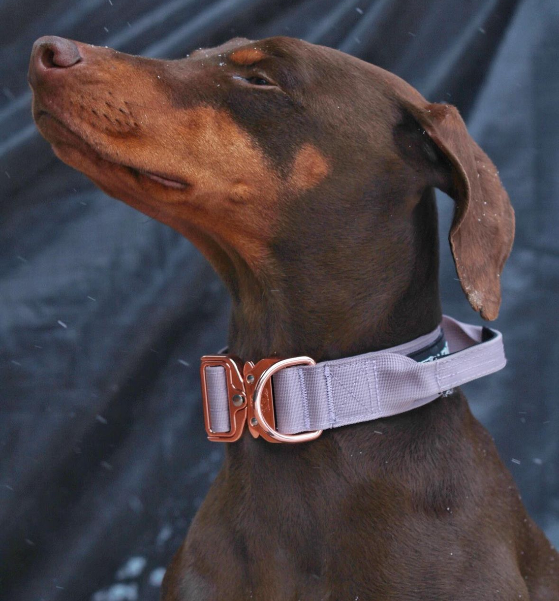 1.5 Inch Wide Dog Collars | 1.5 Inch Dog Collar | Half Inch Dog Collars ...