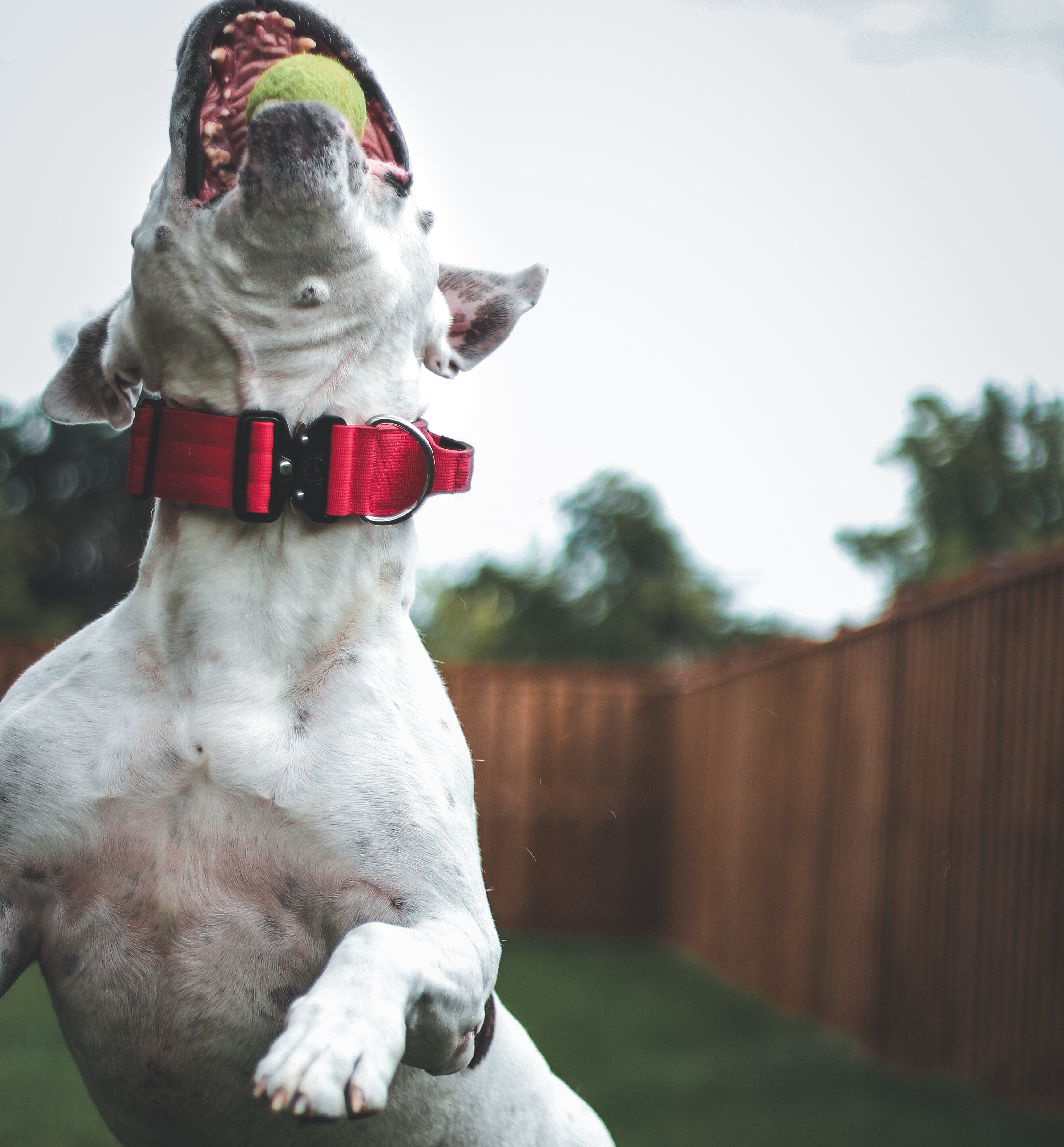 SALE – Alpine Dog Co.