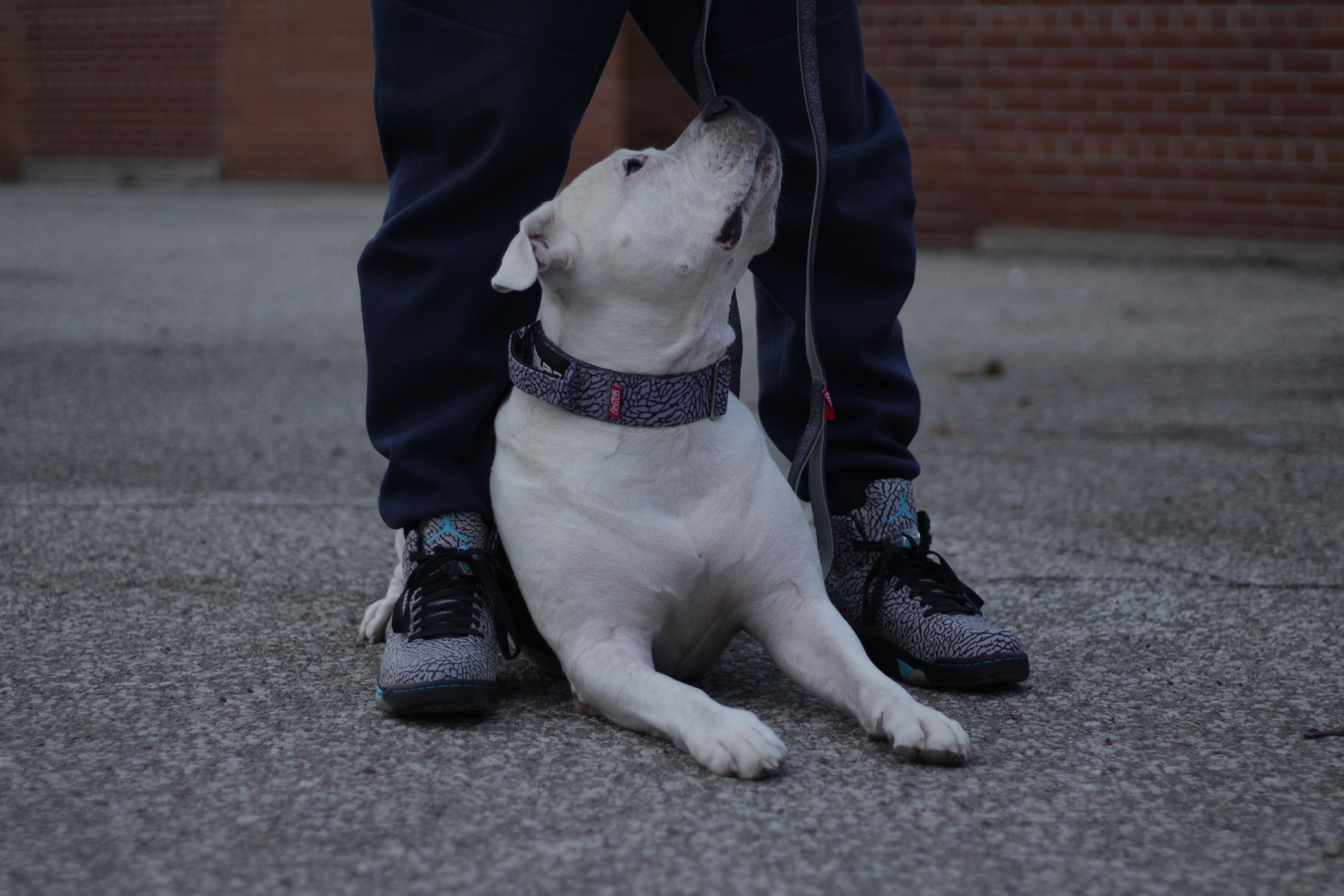 LIMITED EDITION – Alpine Dog Co.