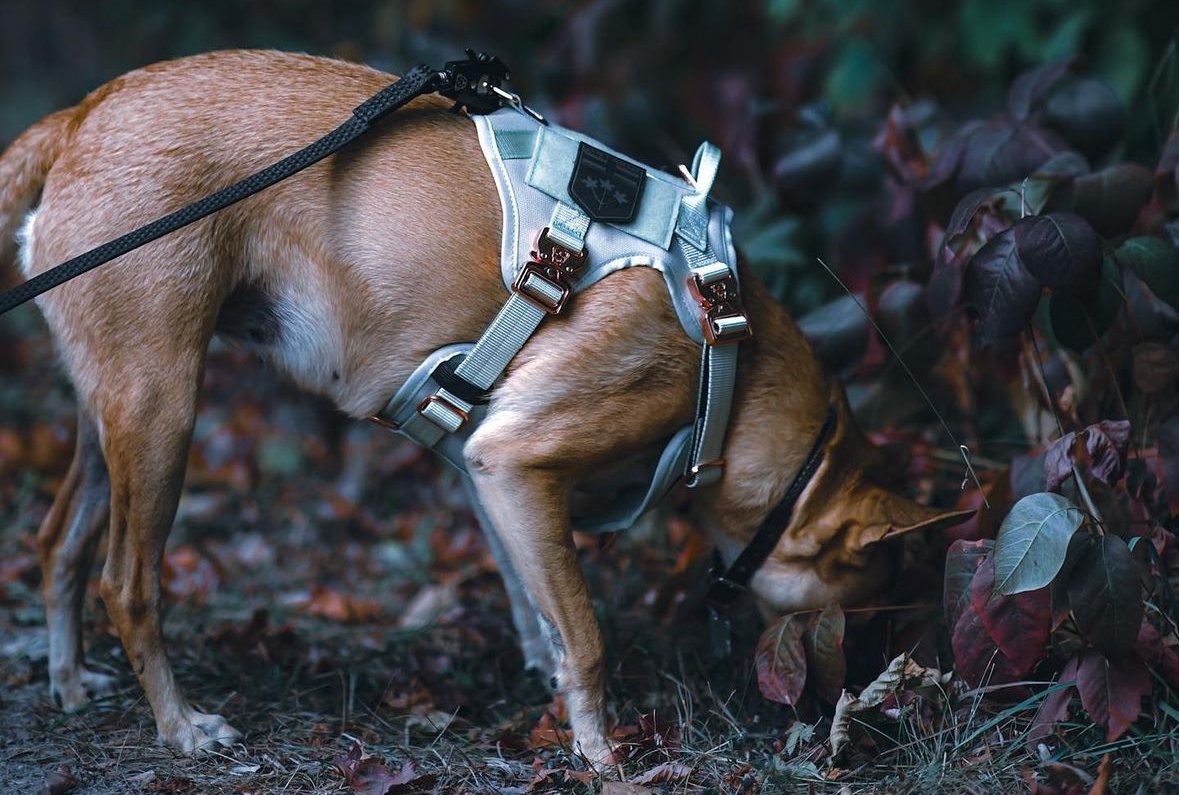 HNTR Harnesses – Alpine Dog Co.