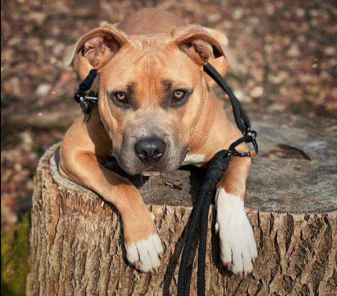 Dog Traffic Leashes | Traffic Leashes for Dogs | Alpine Dog Co ...