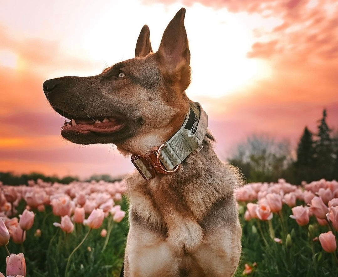 Luxury Dog Accessories for Stylish Pets | Alpine Dog Co – Alpine Dog Co.