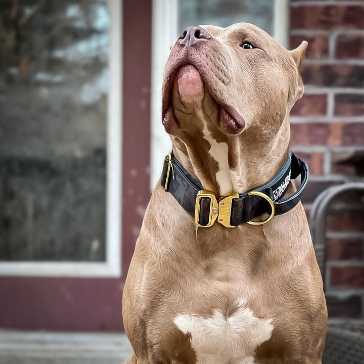 Luxury Dog Accessories for Stylish Pets | Alpine Dog Co – Alpine Dog Co.