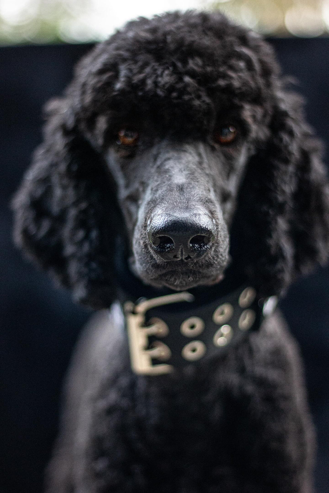 EXPEDITION COLLARS – Alpine Dog Co.