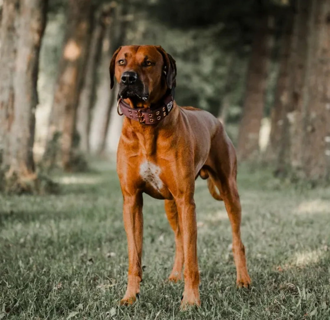 EXPEDITION COLLARS – Alpine Dog Co.