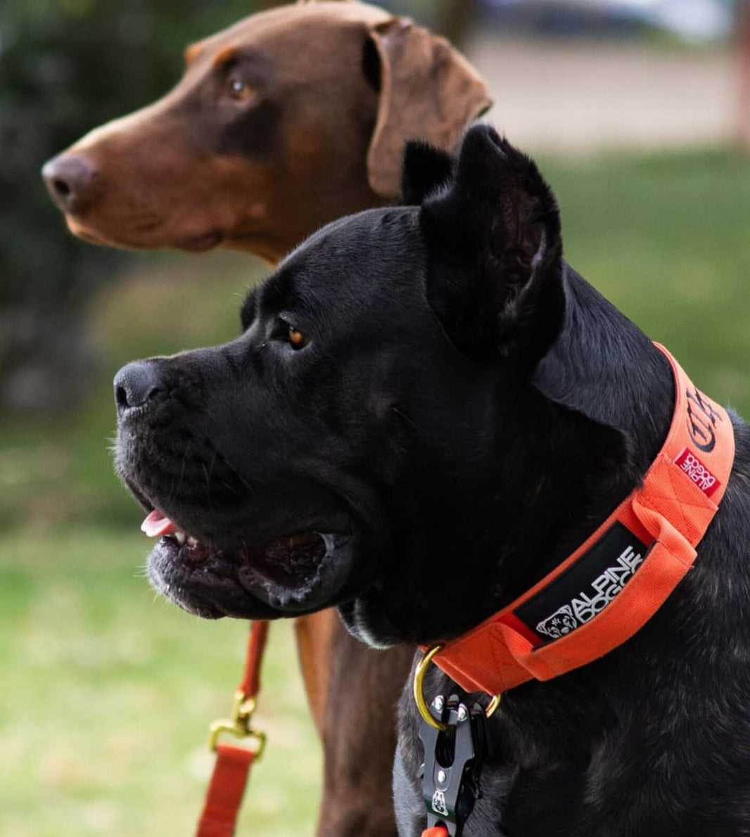 Luxury Dog Accessories for Stylish Pets | Alpine Dog Co – Alpine Dog Co.