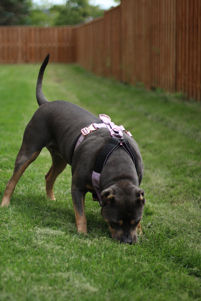 Terrain Dog Airtag Harness - Sofia – Alpine Dog Co.