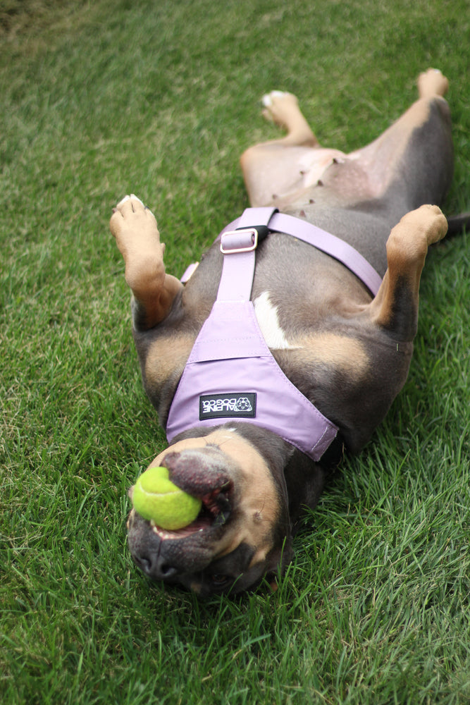 Terrain Dog Airtag Harness - Sofia – Alpine Dog Co.