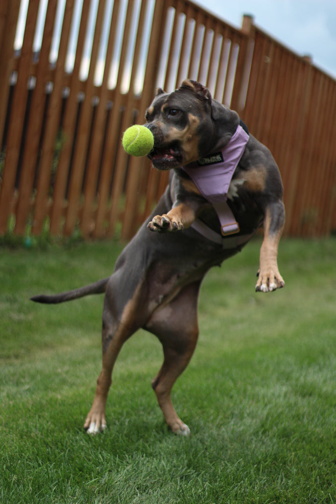 Terrain Dog Airtag Harness - Sofia – Alpine Dog Co.