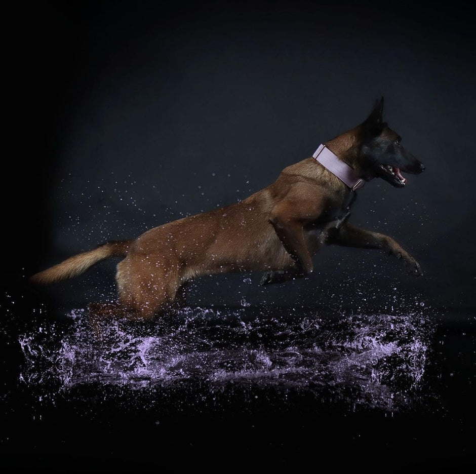 Luxury Dog Accessories for Stylish Pets | Alpine Dog Co – Alpine Dog Co.