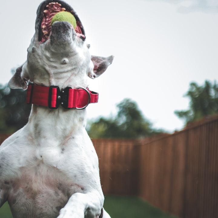 Luxury Dog Accessories for Stylish Pets | Alpine Dog Co – Alpine Dog Co.