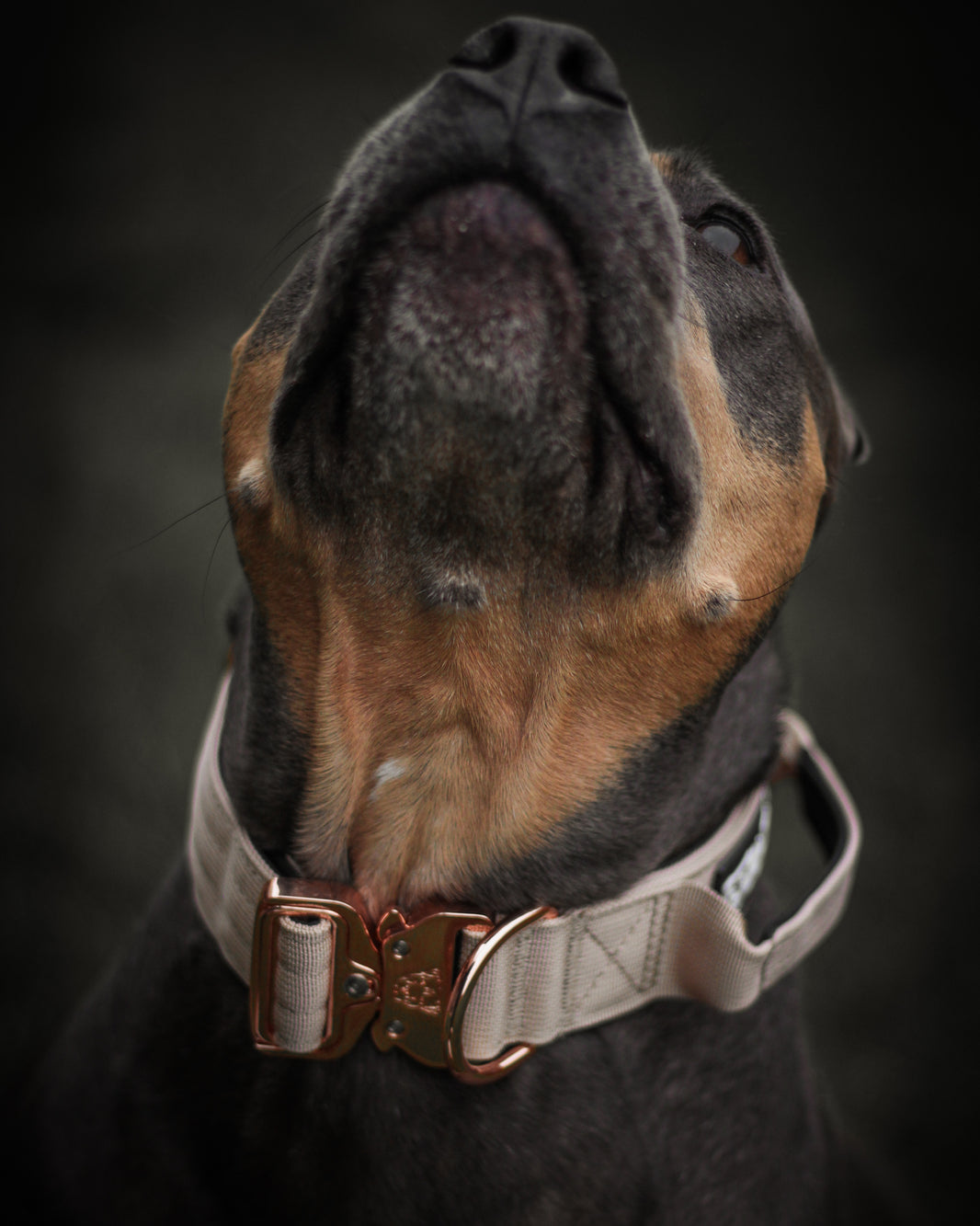 Products – Alpine Dog Co.