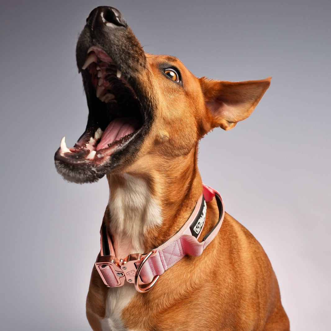 Products – Alpine Dog Co.