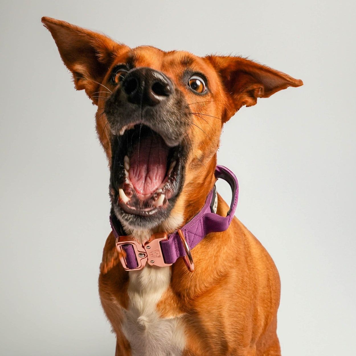 Luxury Dog Accessories for Stylish Pets | Alpine Dog Co – Alpine Dog Co.