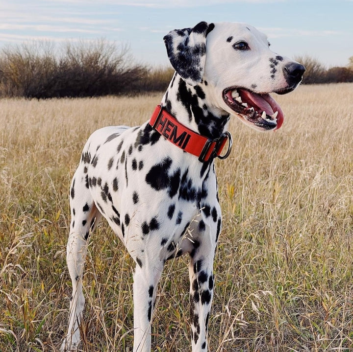 Products – Alpine Dog Co.