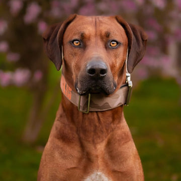 Luxury Dog Accessories for Stylish Pets | Alpine Dog Co – Alpine Dog Co.