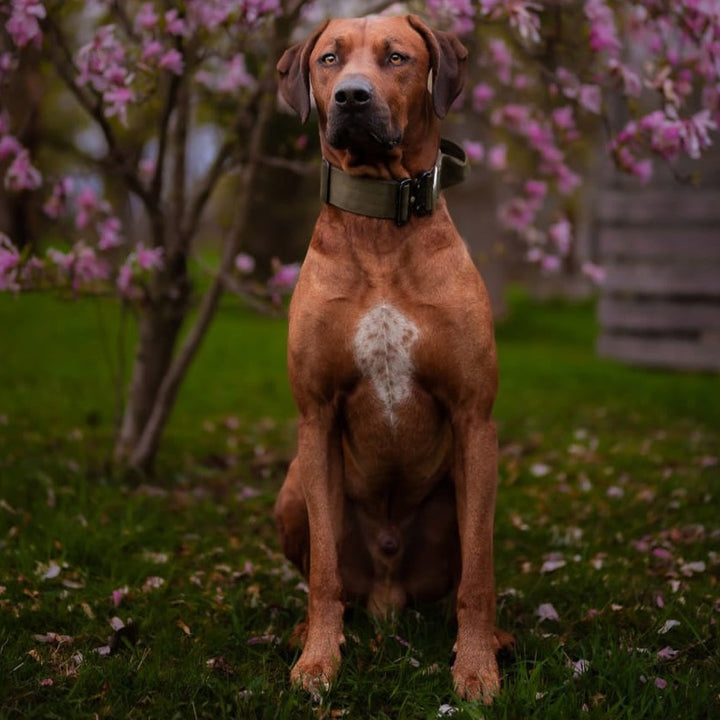 Luxury Dog Accessories for Stylish Pets | Alpine Dog Co – Alpine Dog Co.