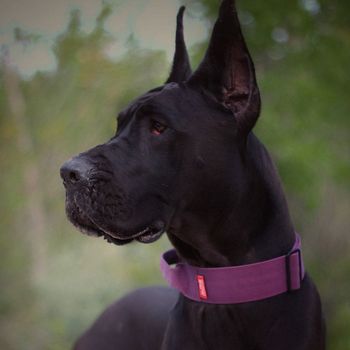 Luxury Dog Accessories for Stylish Pets | Alpine Dog Co – Alpine Dog Co.