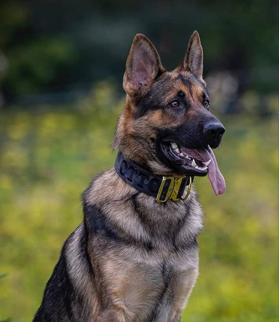 Luxury Dog Accessories for Stylish Pets | Alpine Dog Co – Alpine Dog Co.