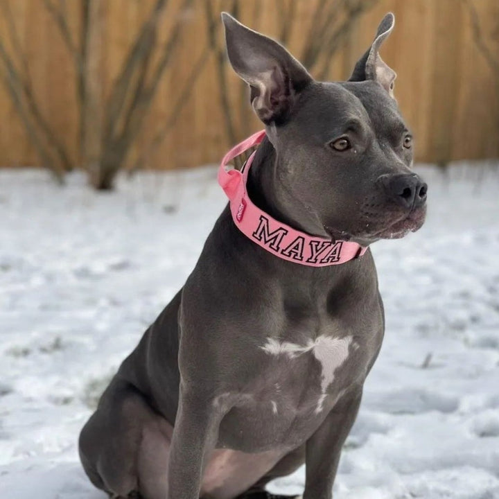 Luxury Dog Accessories for Stylish Pets | Alpine Dog Co – Alpine Dog Co.
